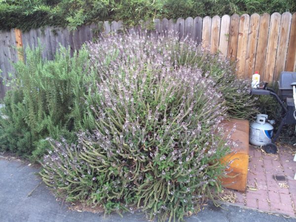 African Blue Basil – A Beekeeper’s Dream | Eyesonhives