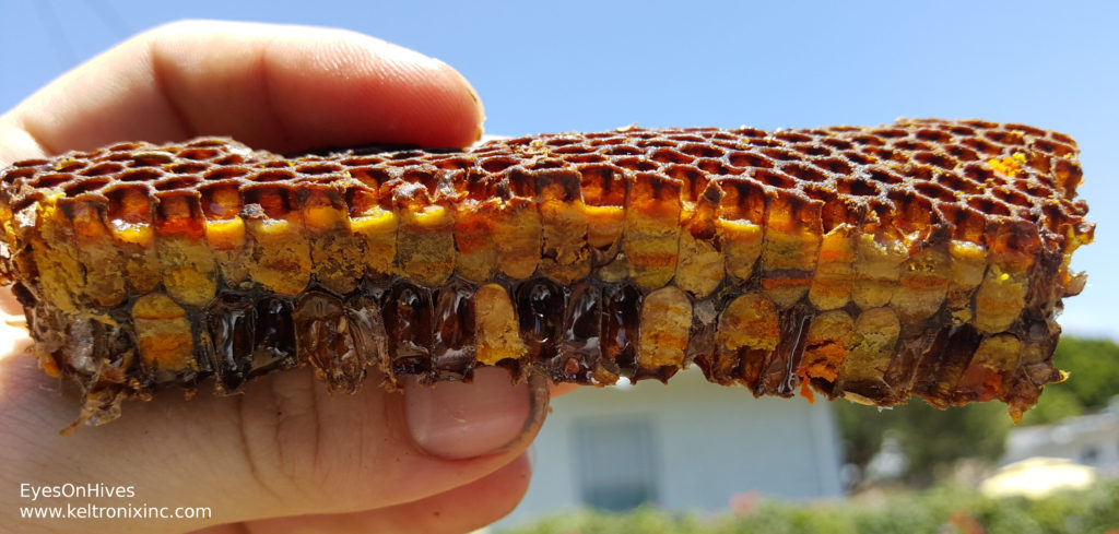 Fermentation: Bee Pollen to Bee Bread | Eyesonhives